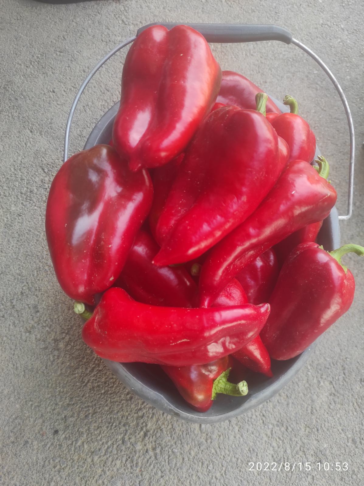 CRVENA ROG PAPRIKA