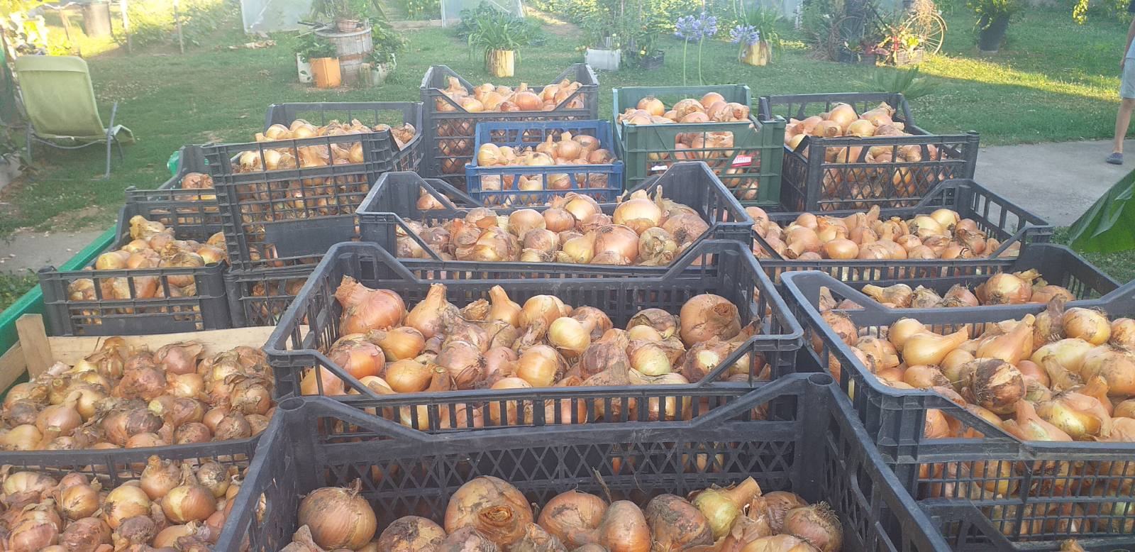domaći crveni luk proljetni iz eko uzgoja