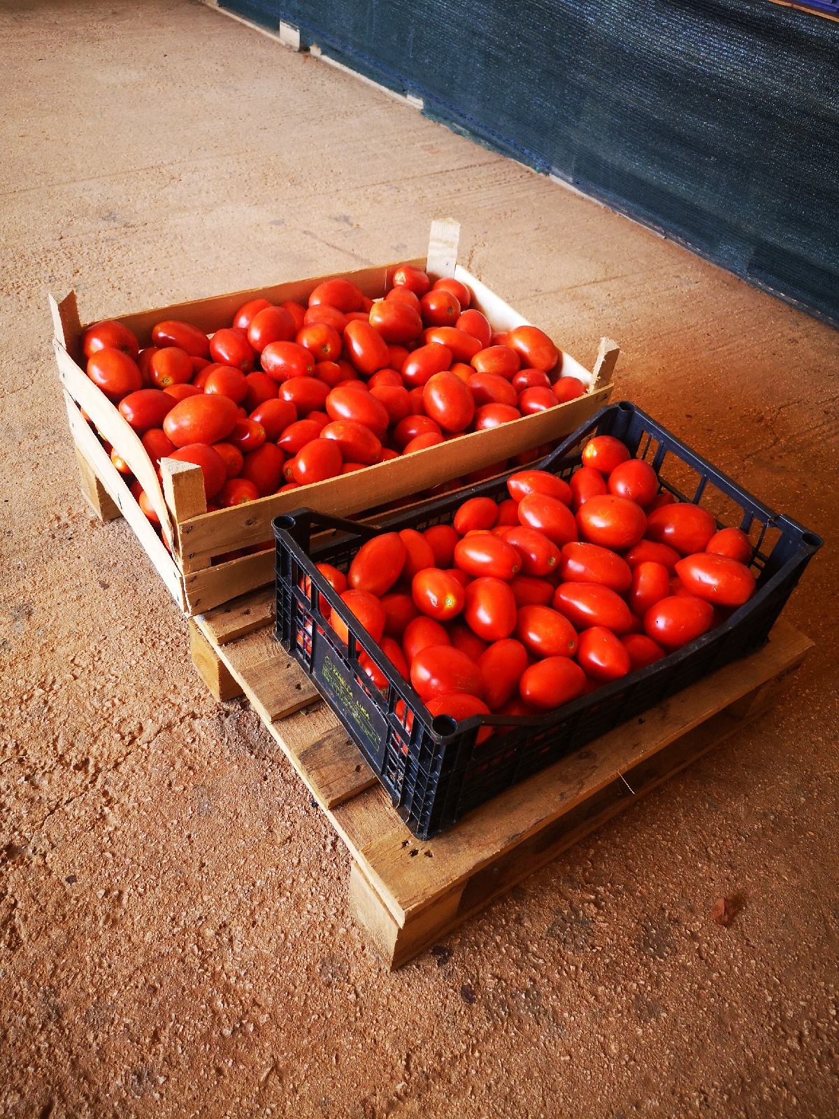 Domaći pelati - rajčica za salsu