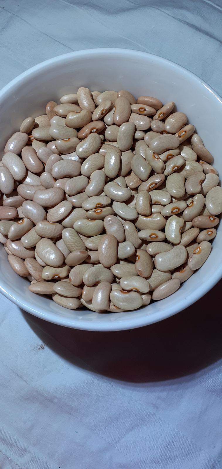 Grah kukuruzni visoki zelenček