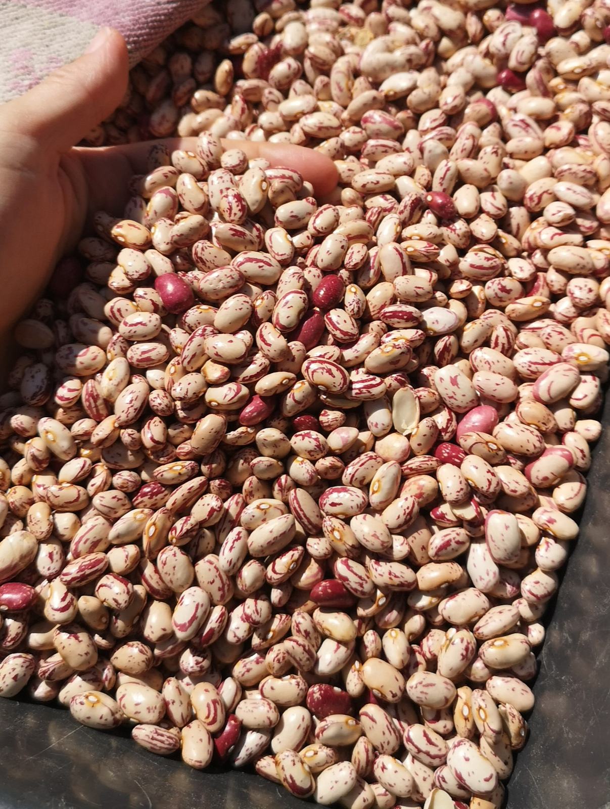 SUHI GRAH TREŠNJEVAC - DOMAĆI