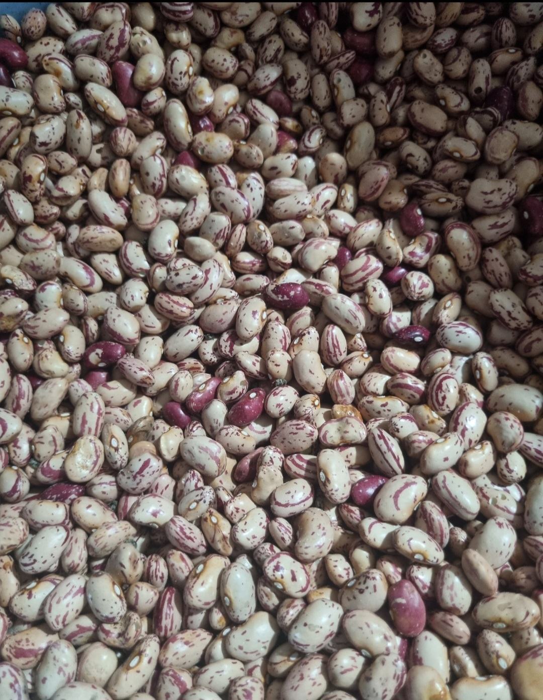 Grah tresnjevac I pinto