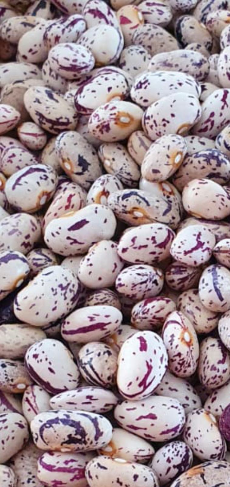 Grah trešnjevac visoki, organski