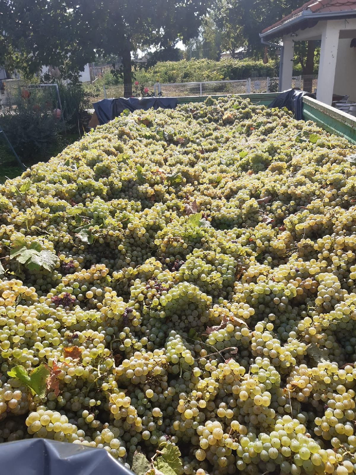 Grožđe, graševina