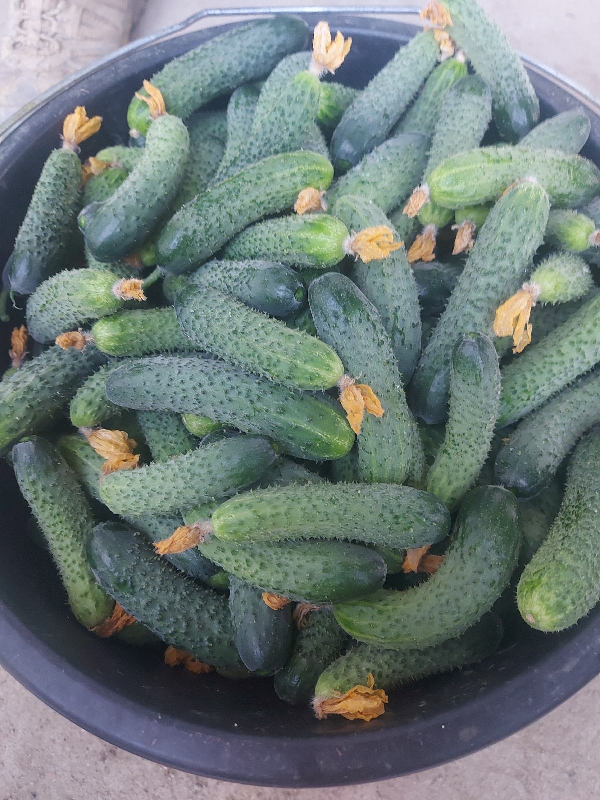 Krastavci kornišoni/krastavci za kiseljenje