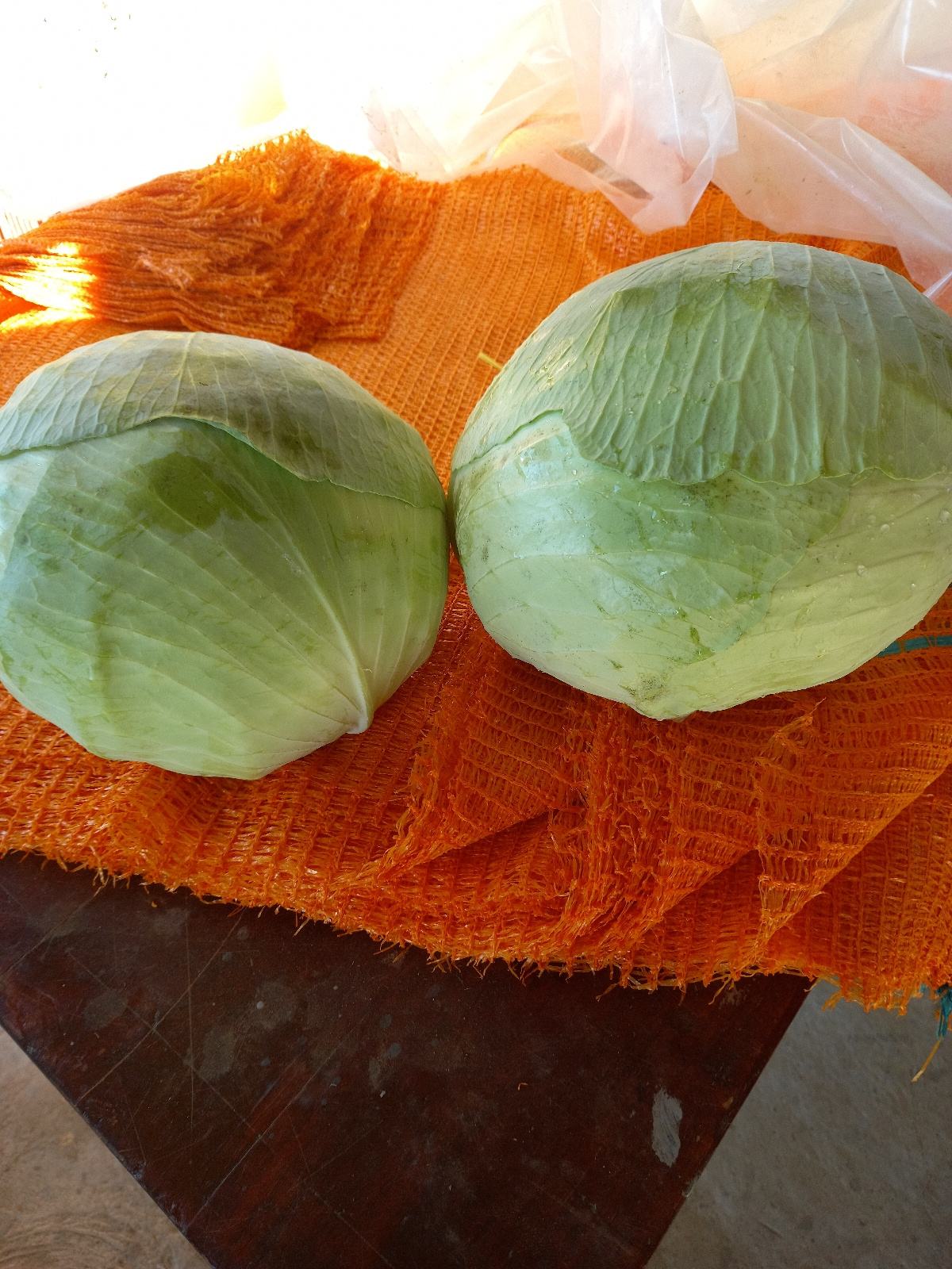 Kupus varaždinac i agresor