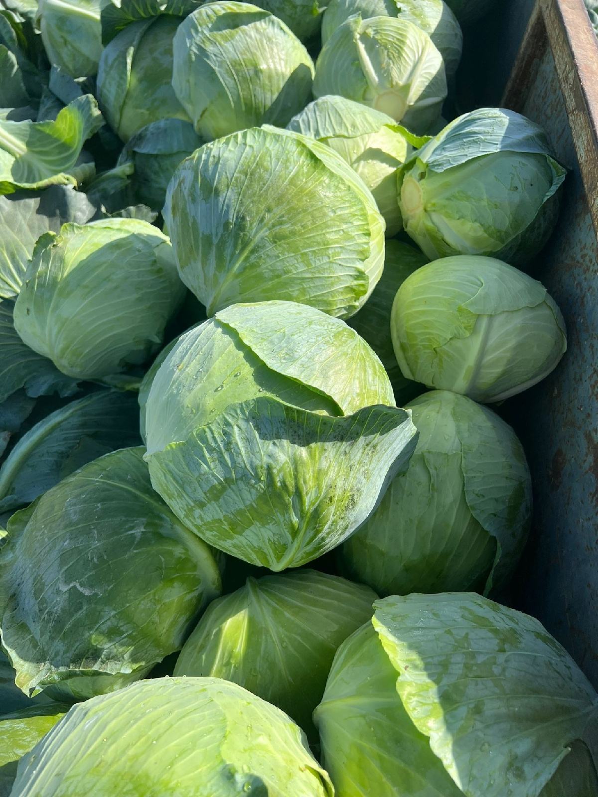 Kupus svježi i za kiselenje