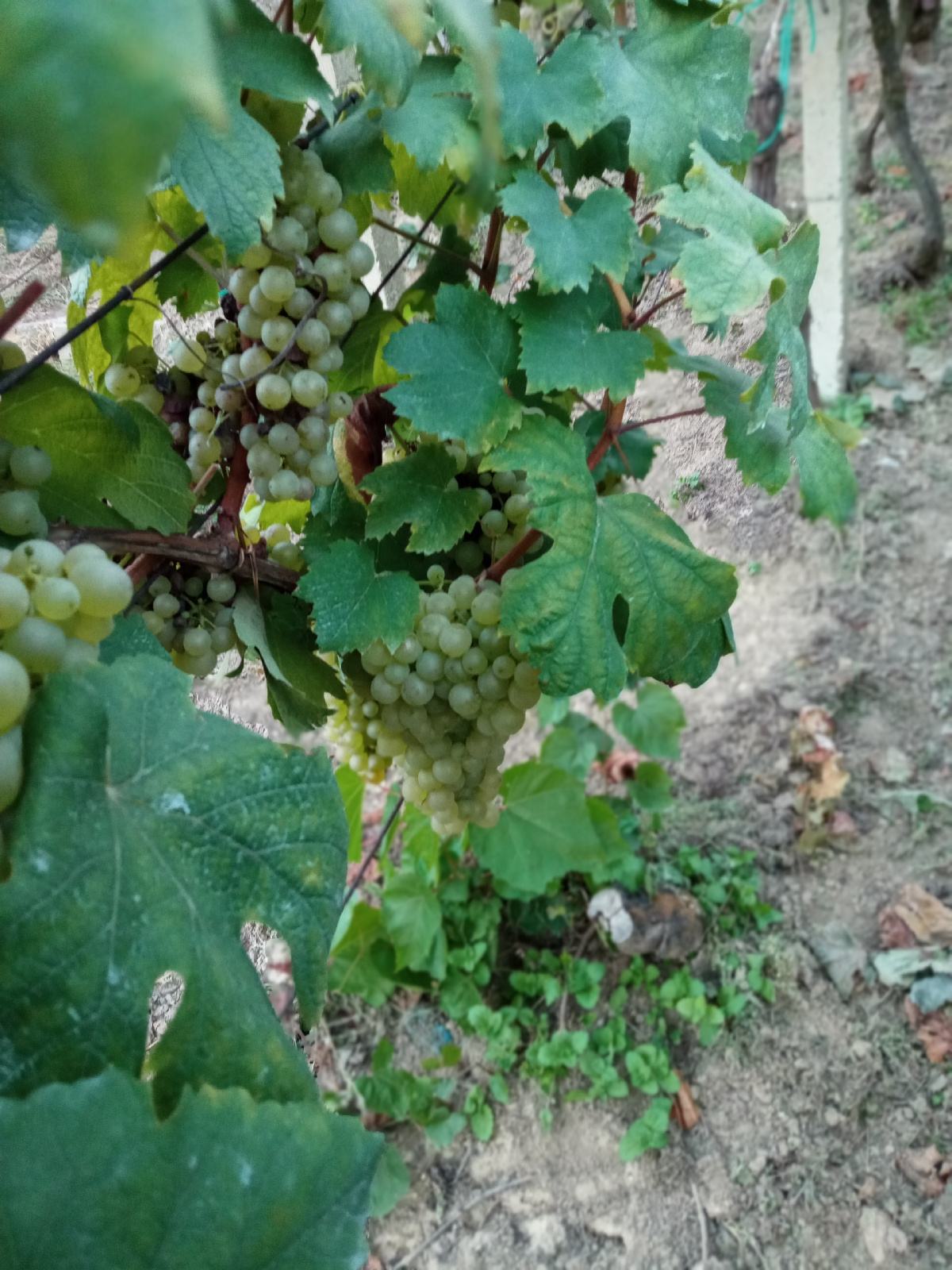 Mješano grožđe oko 300kg