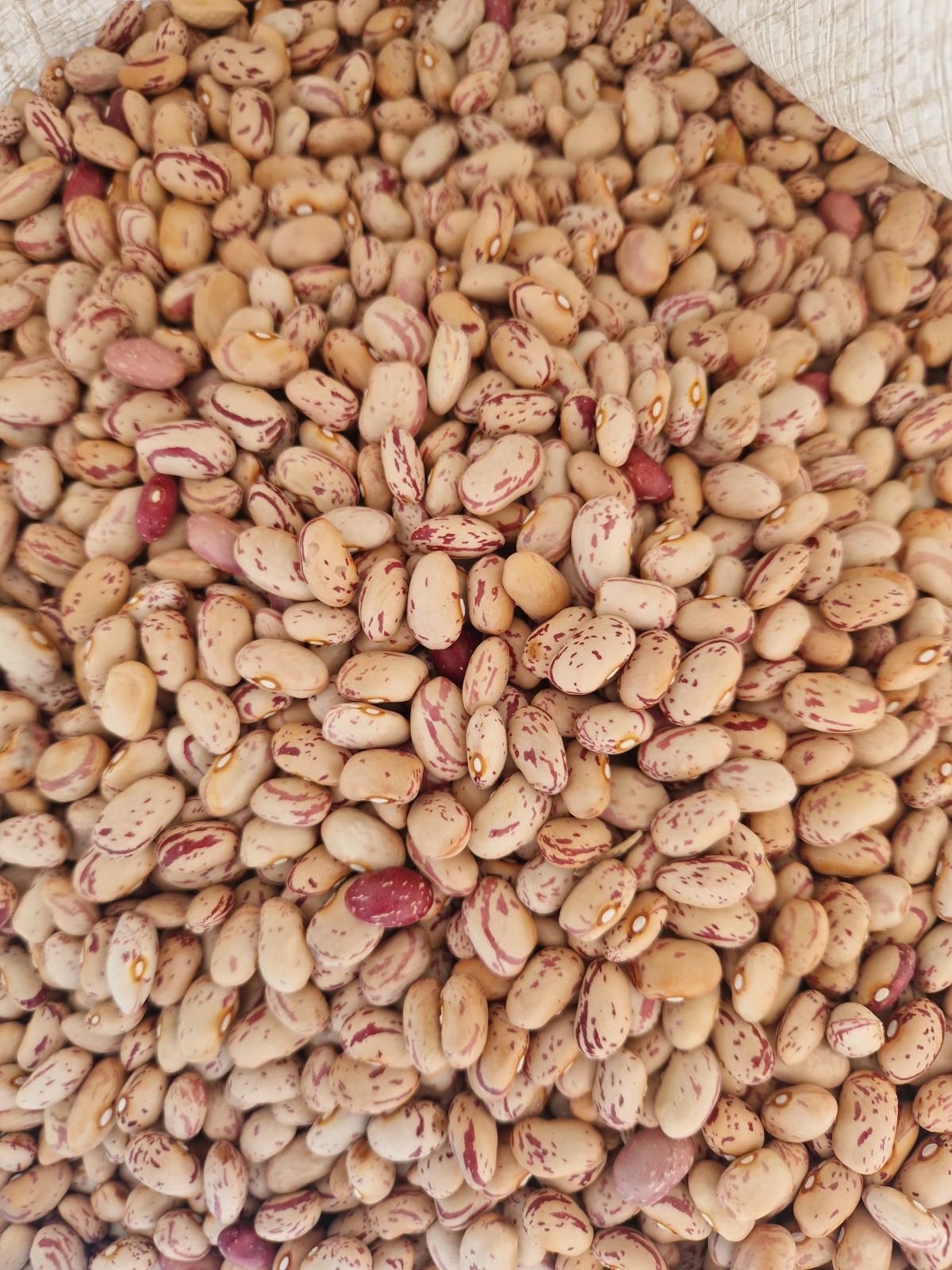 mladi suhi grah - očišćen iz eko proizvodnje