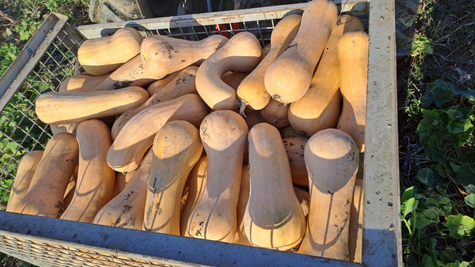 Muškatna tikva Violina