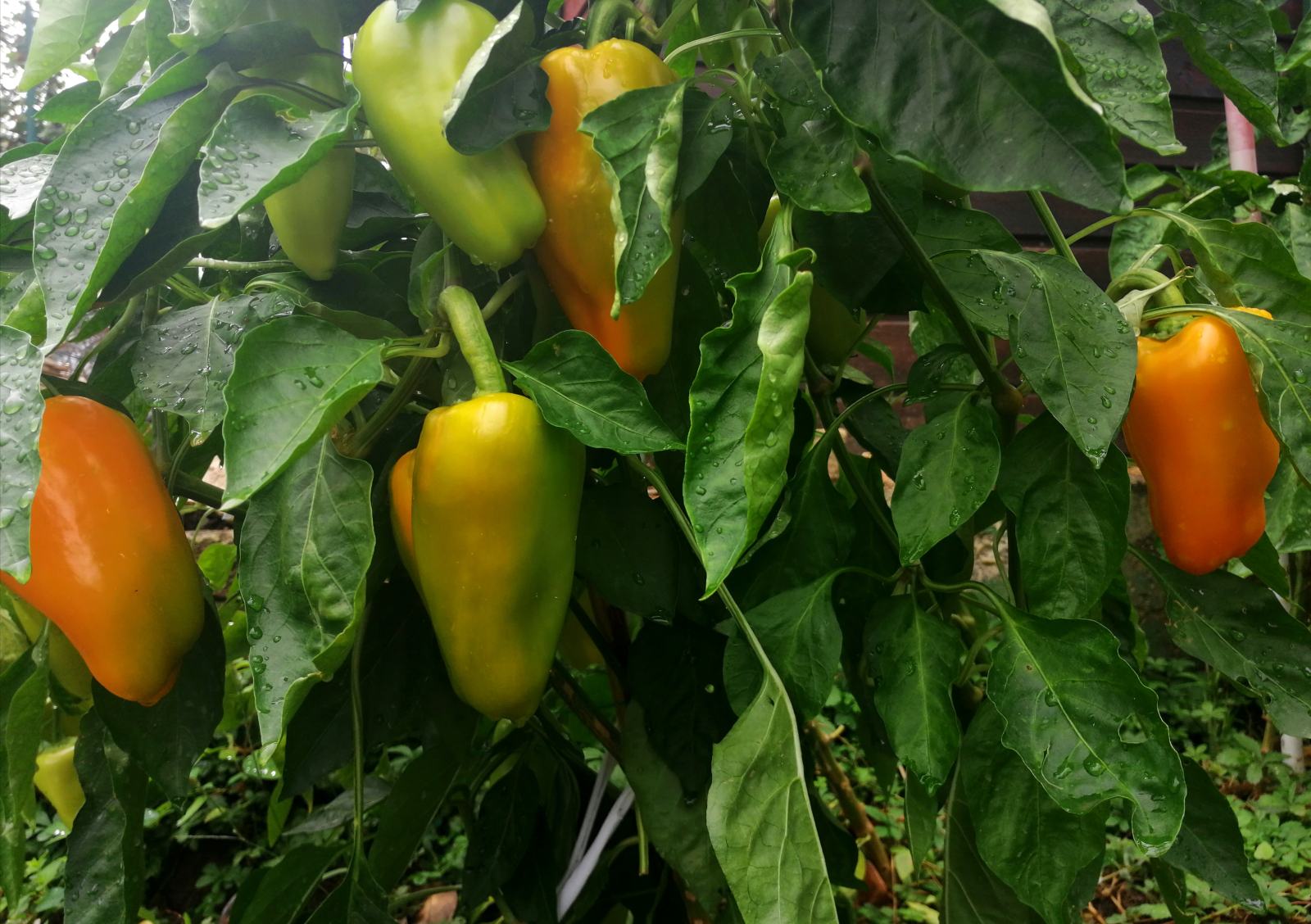 Paprika Narančasta Visoka stabljika domaće sjeme
