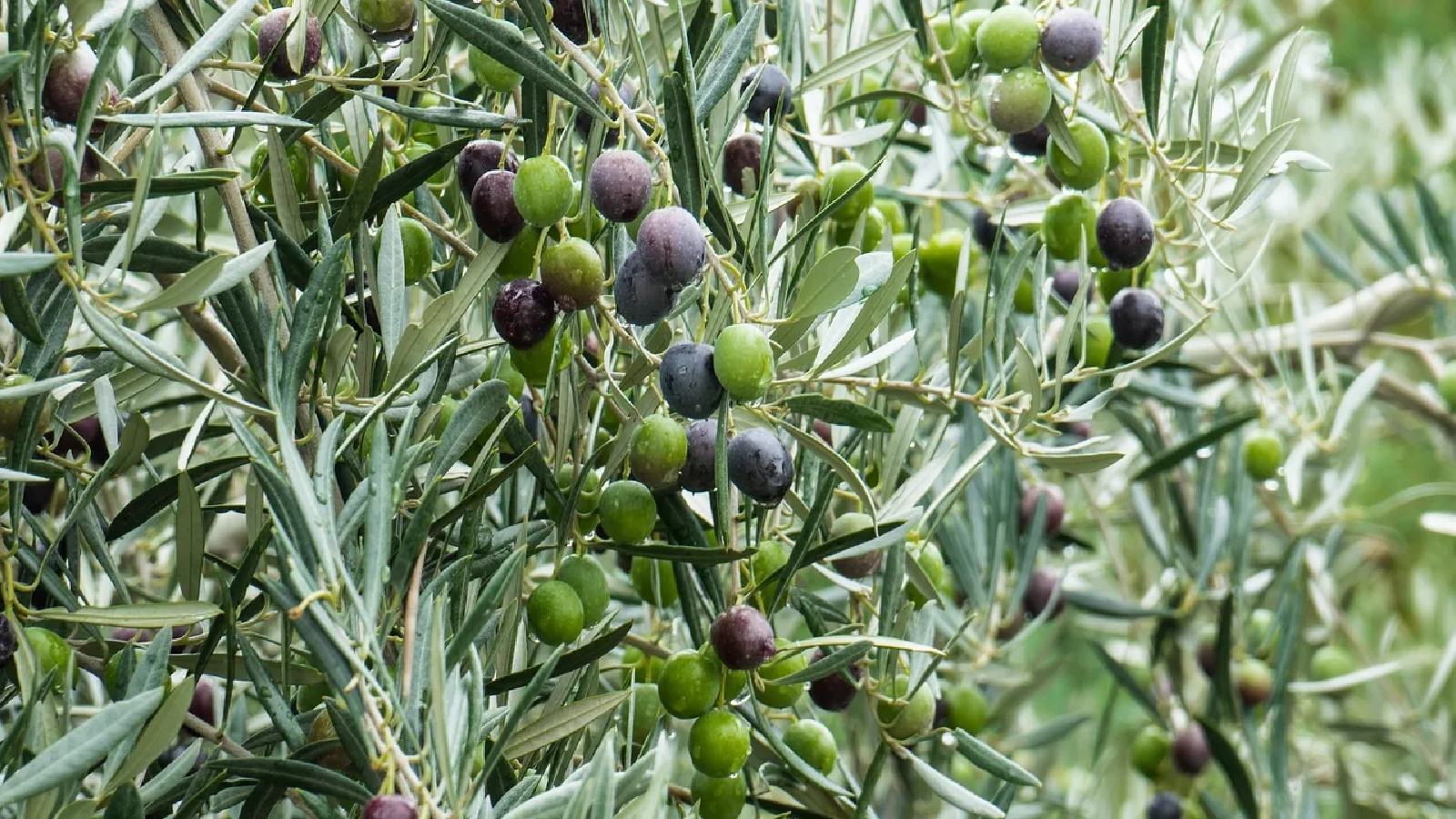 Prodaja - plod masline, sorta oblica
