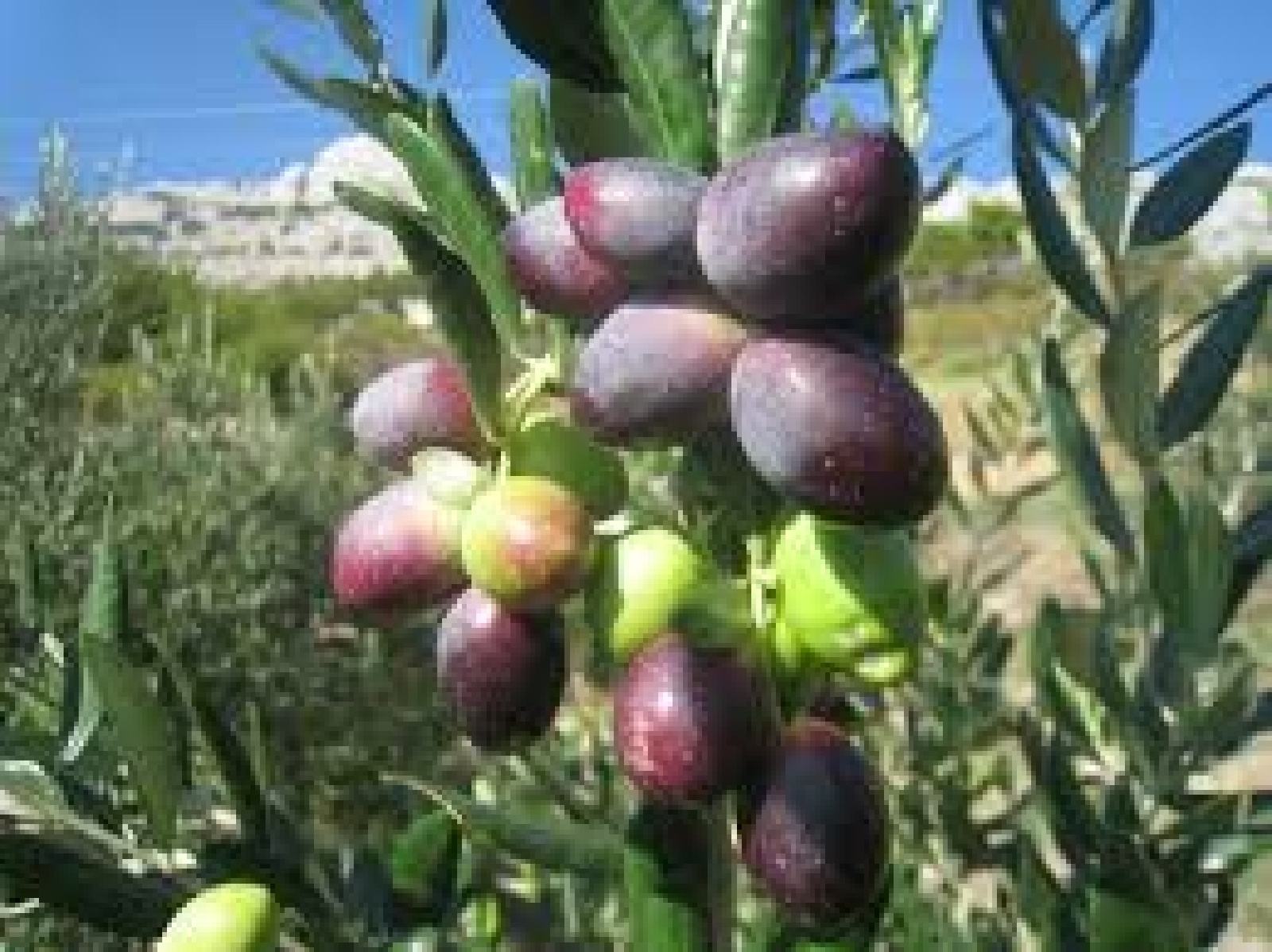 Prodaje se plod masline