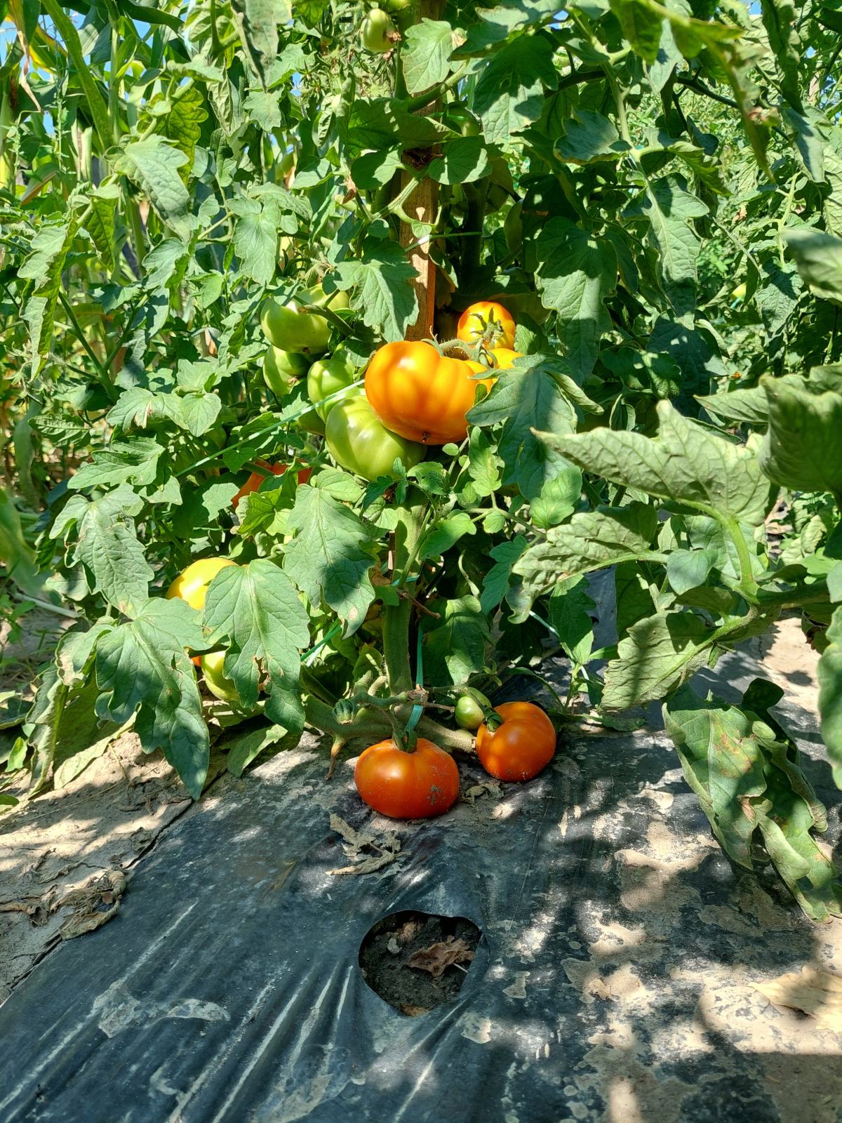 Prodajem domaći paradajz / rajčicu.