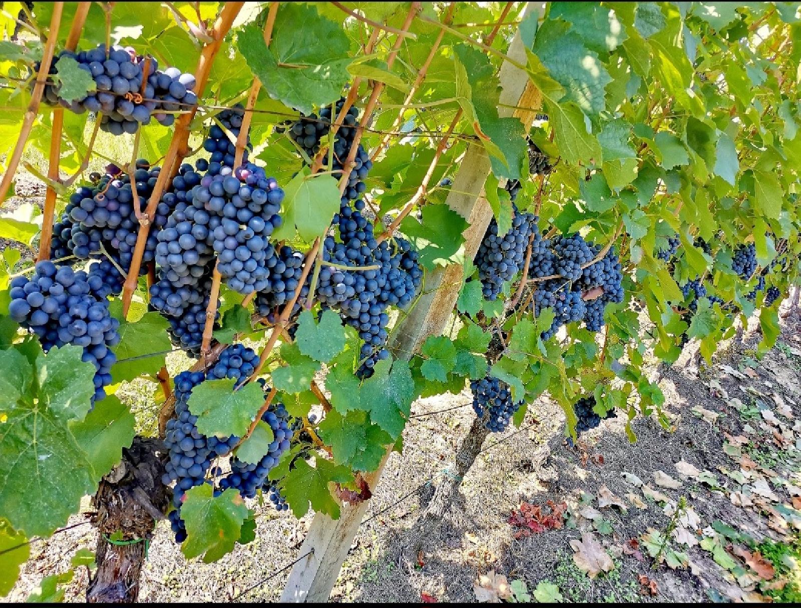 Prodajem grožđe Frankovku