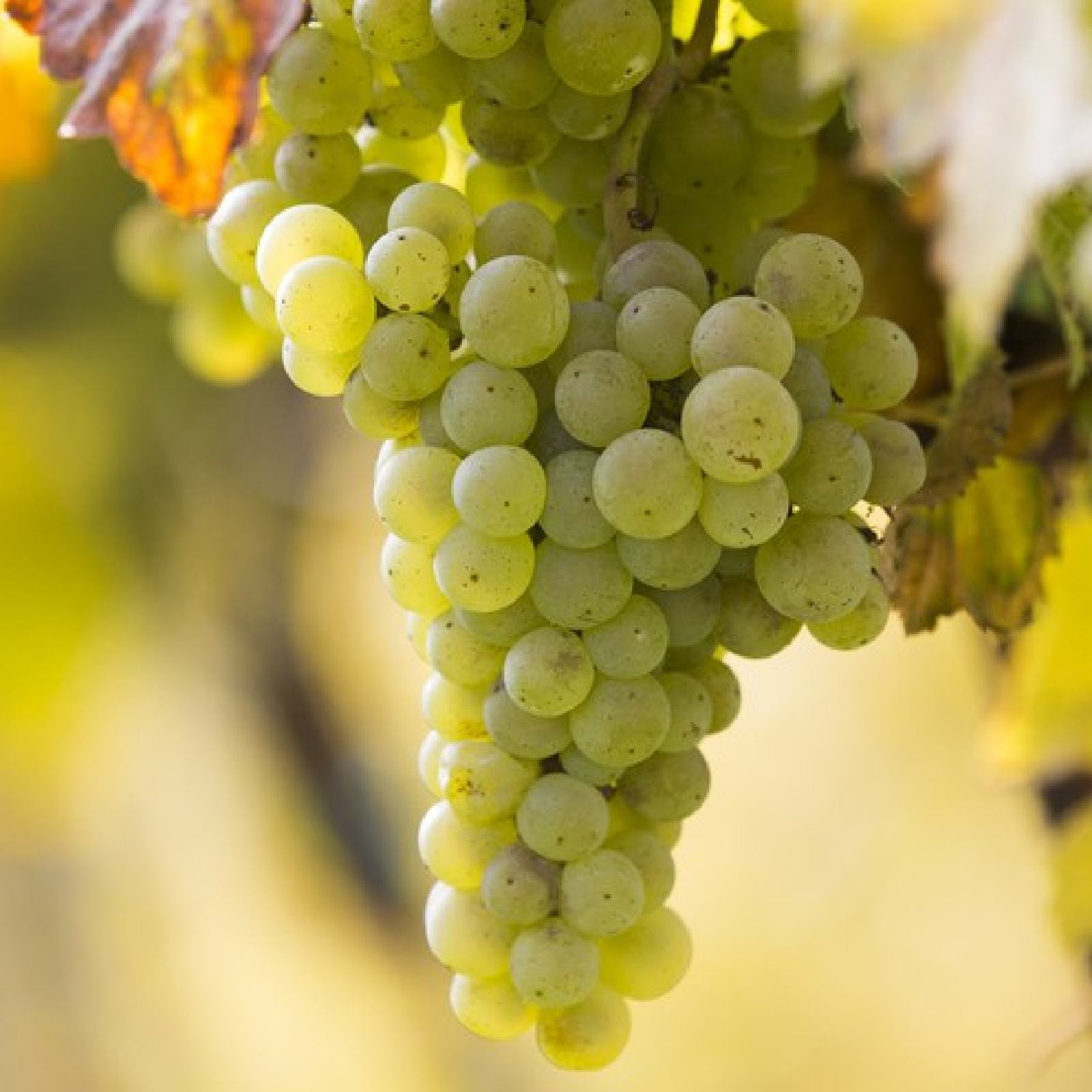 Prodajem kvalitetno bijelo i crno grožđe