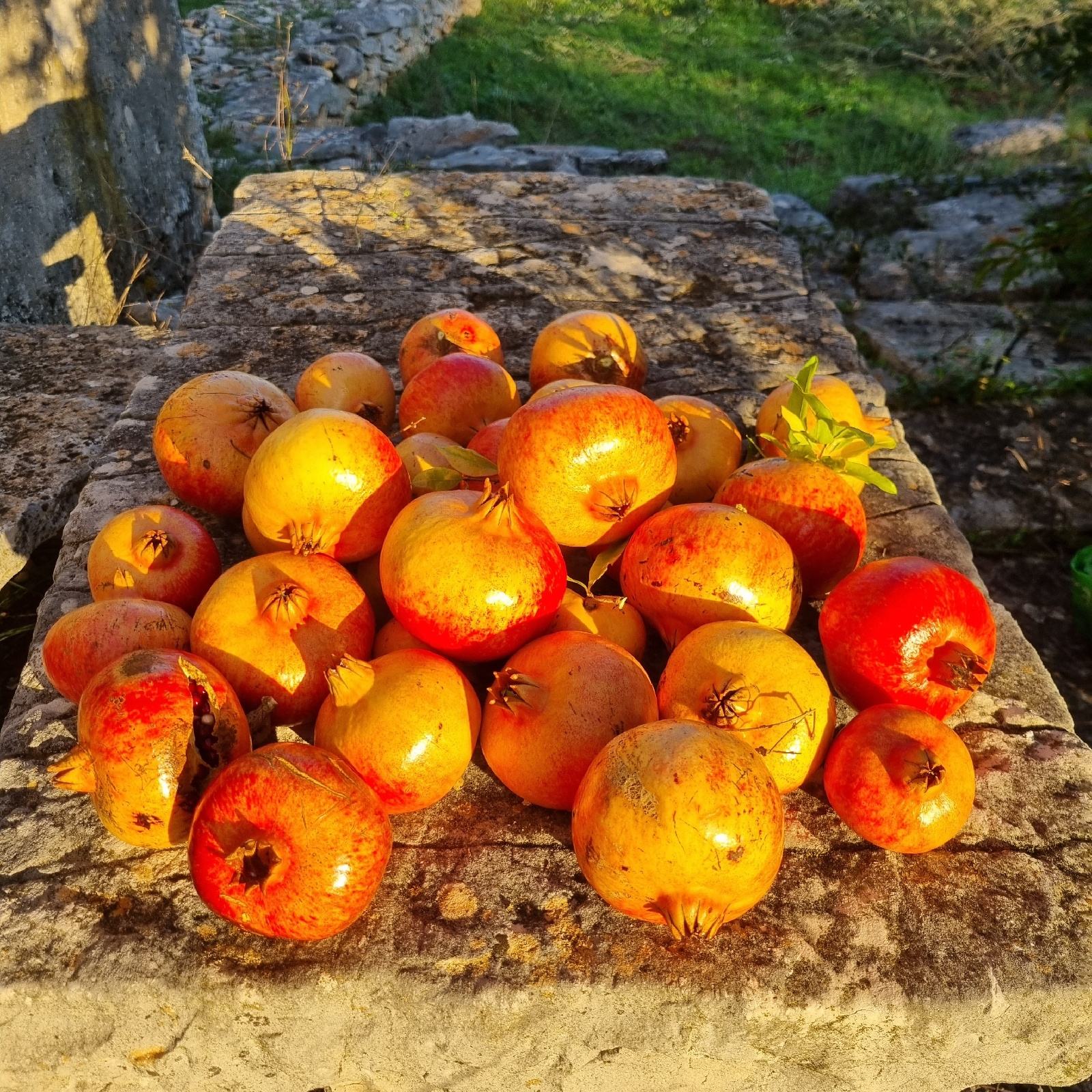 Šipak ili Nar korčulanski nespricani