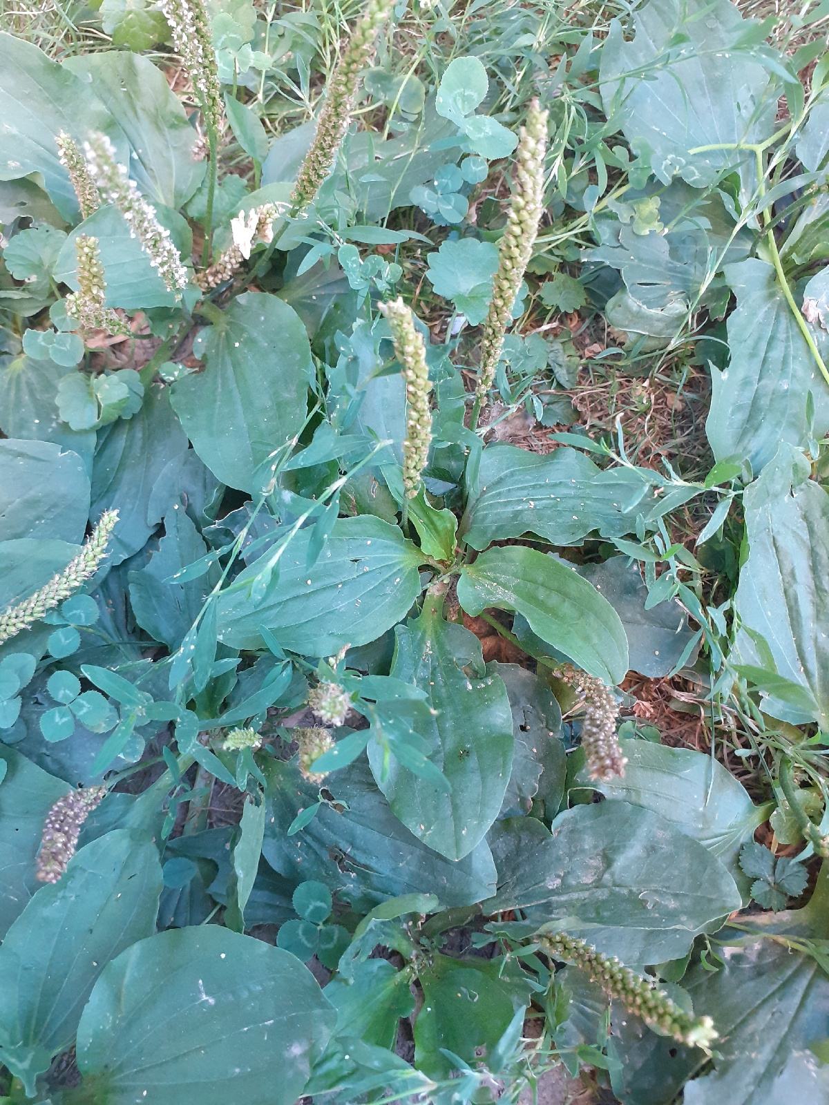 Širokolisni trputac sjeme