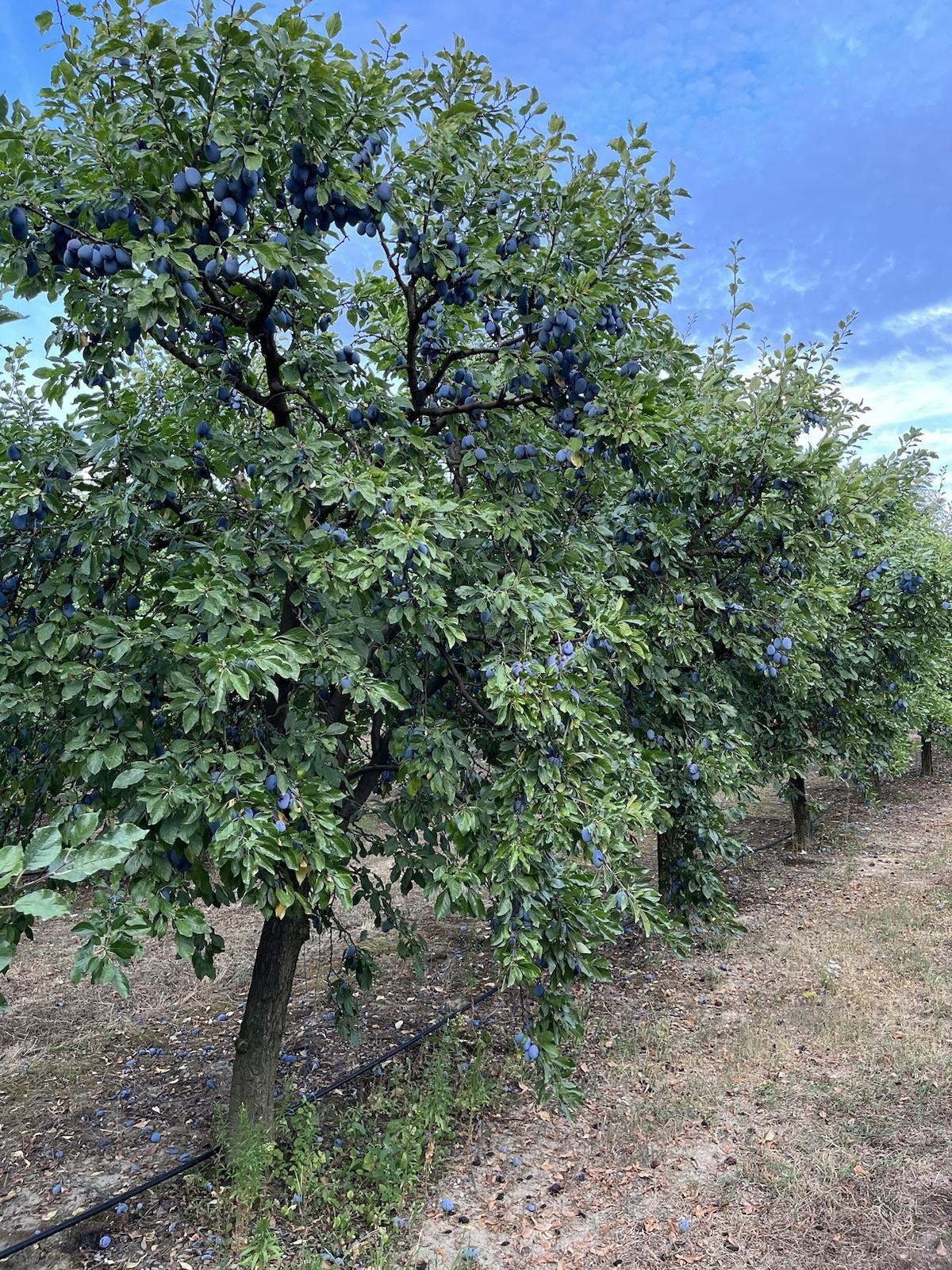 Šljive za rakiju 0,70 €/kgValpovo