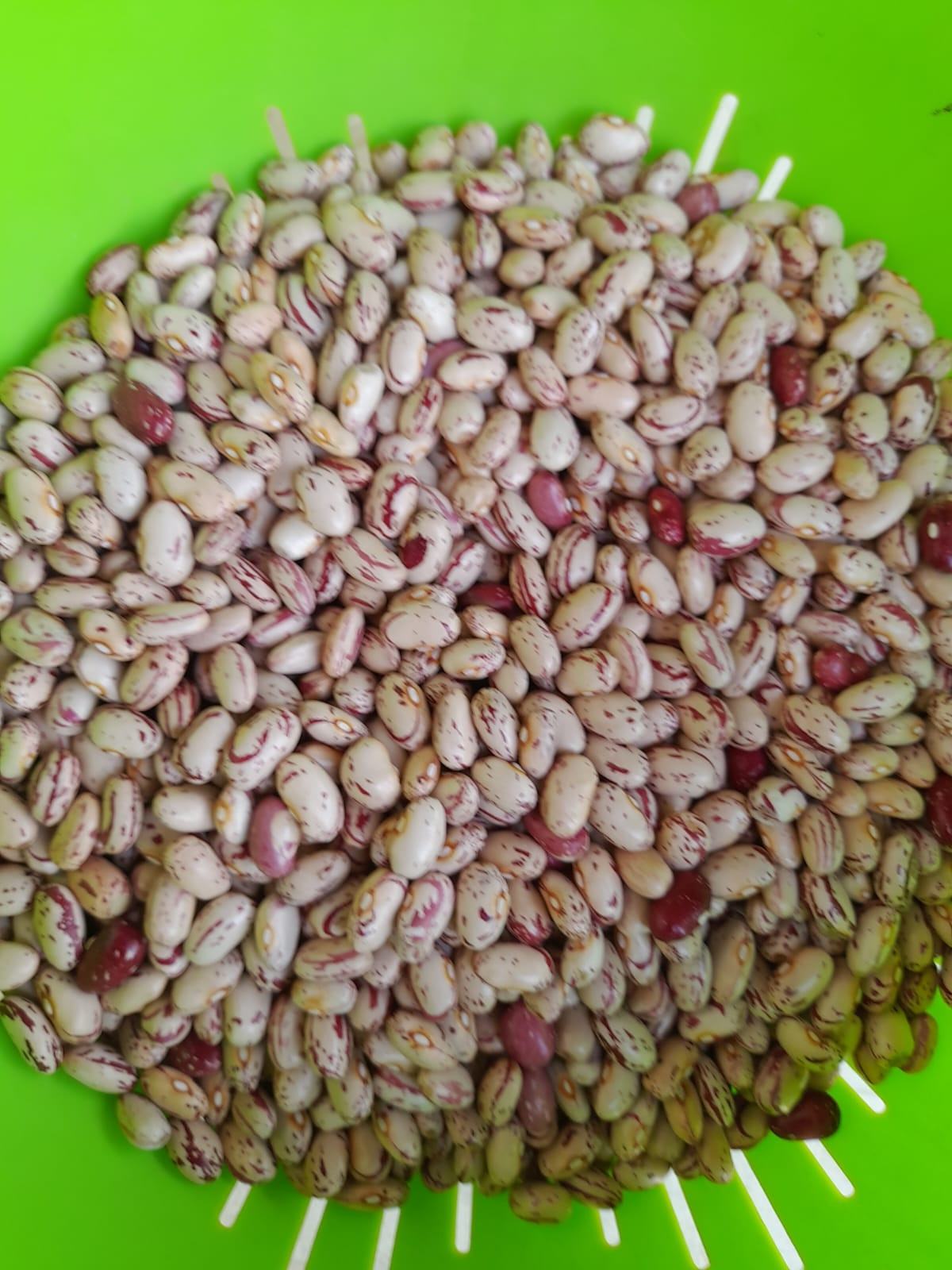 Suhi grah trešnjevac