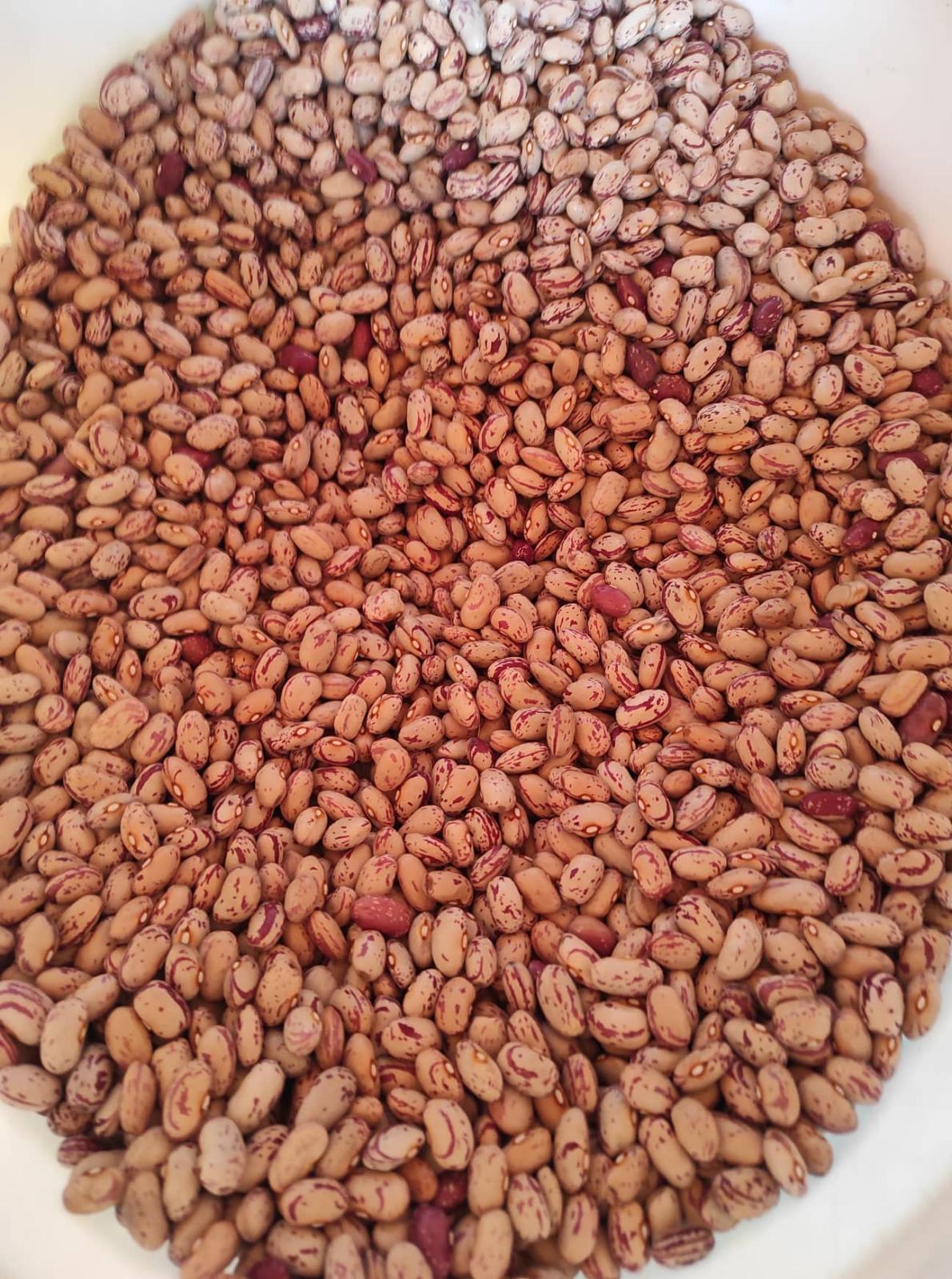 Suhi grah trešnjevac