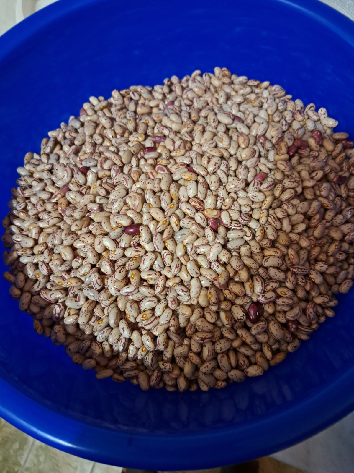 SUHI GRAH TREŠNJEVAC