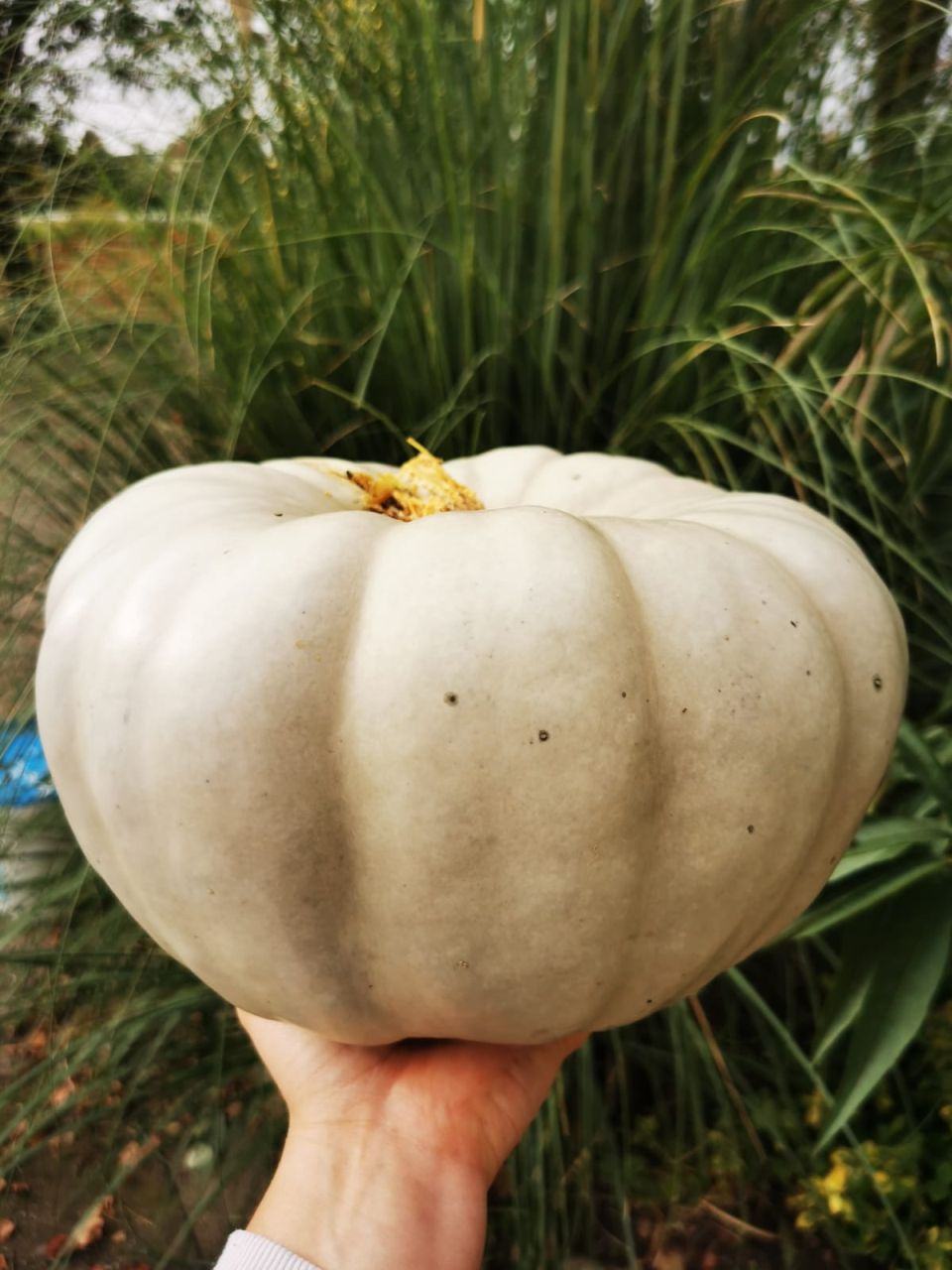 Tikva PRINČEVA KRUNA stambolka