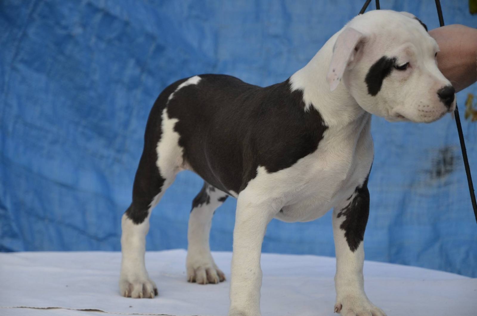 Americki staford terijer