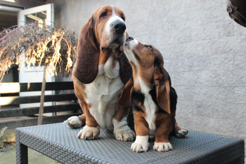 Basset hound - Baset stenci