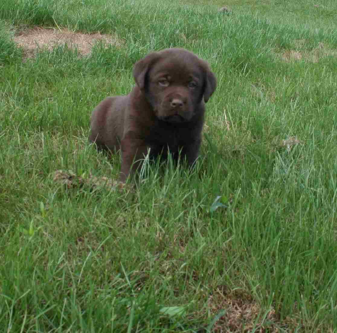 Labrador čokoladni štenci