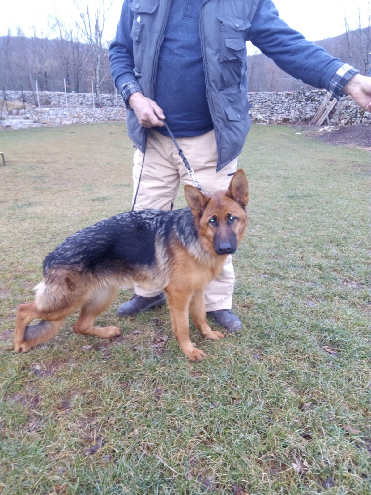 NJEMAČKI OVČARI OD EMENATA