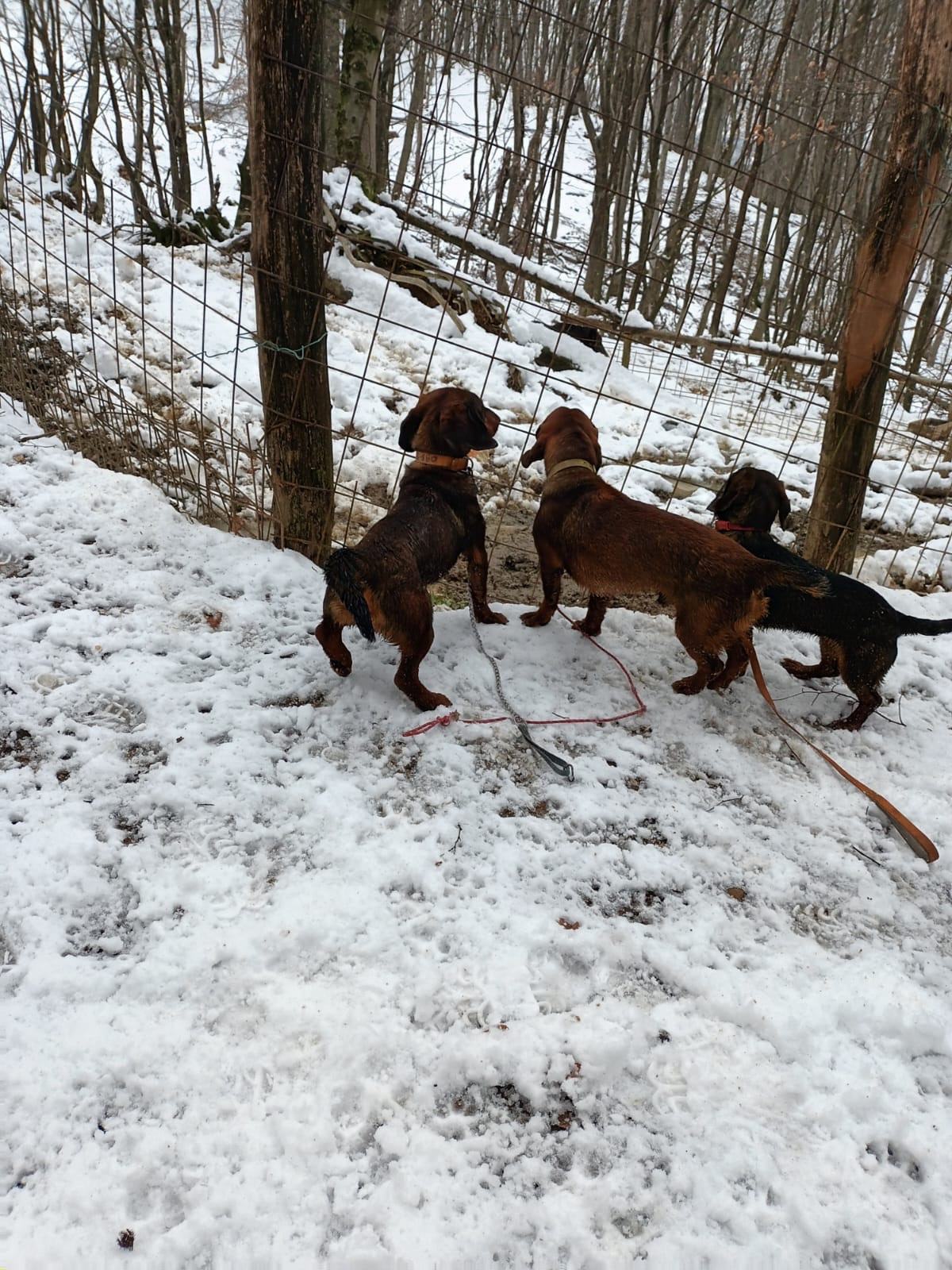 Alpski brak jazavcar