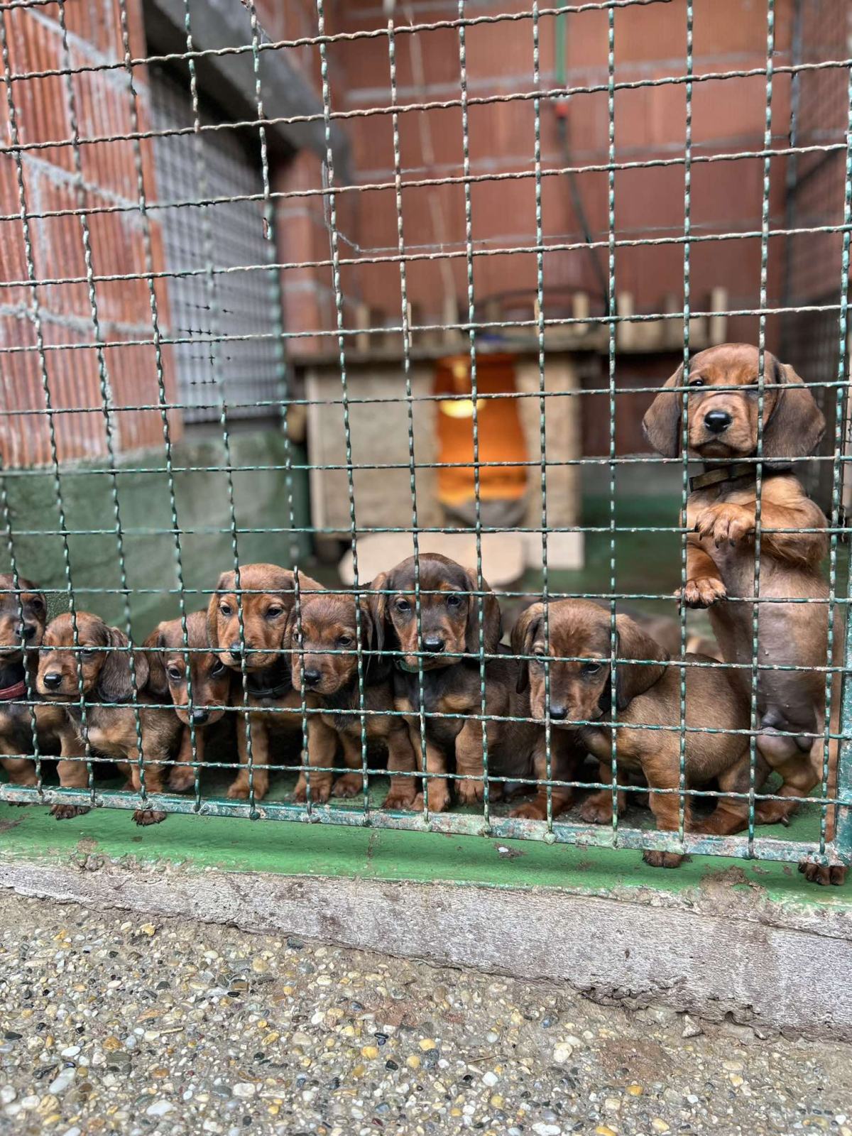 ALPSKI BRAK JAZAVČAR, Štene , HKS rodovnik