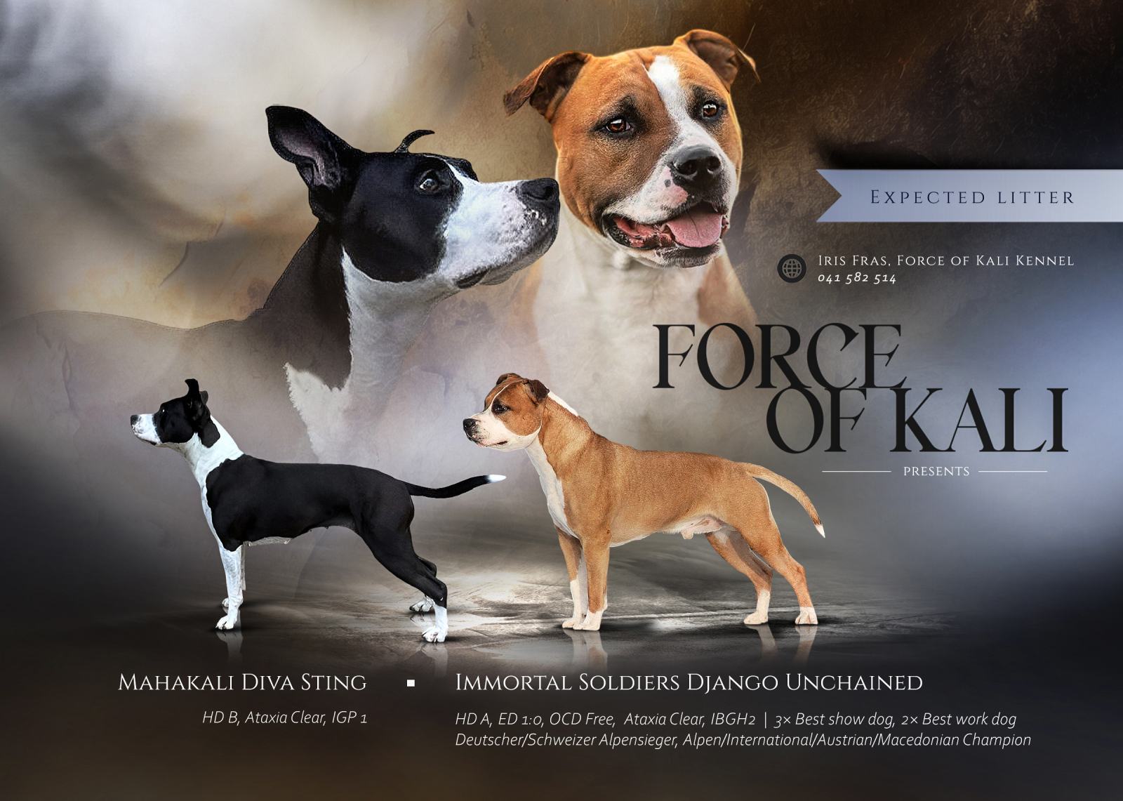 Americki staford stafordski terier terijer