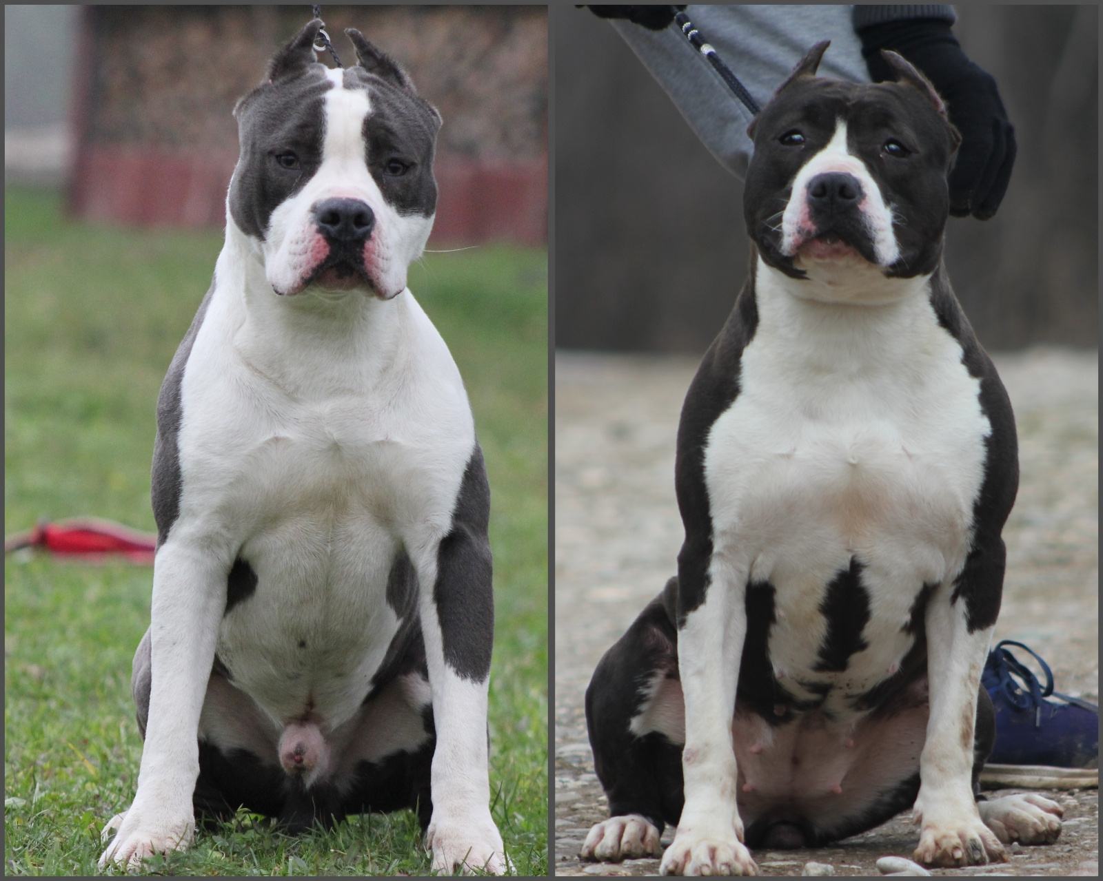 Americki Staford Najava Legla