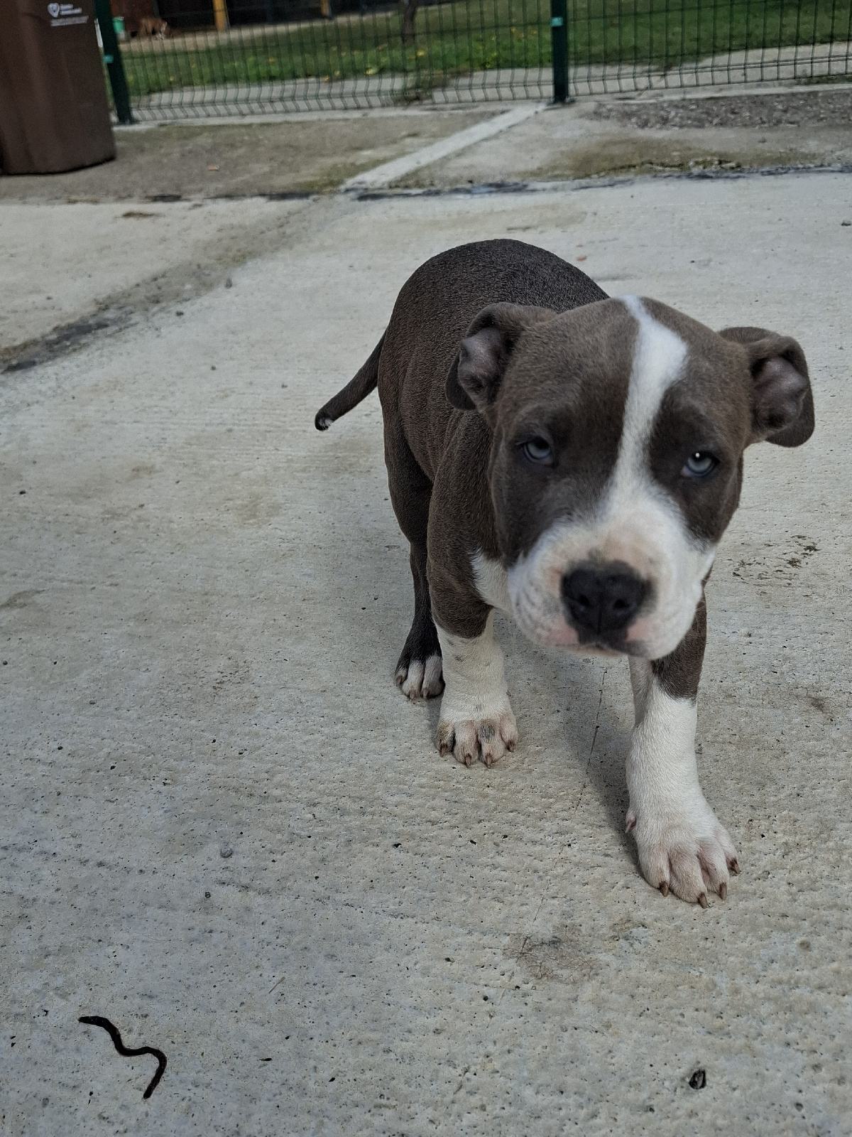 Americki staford štene