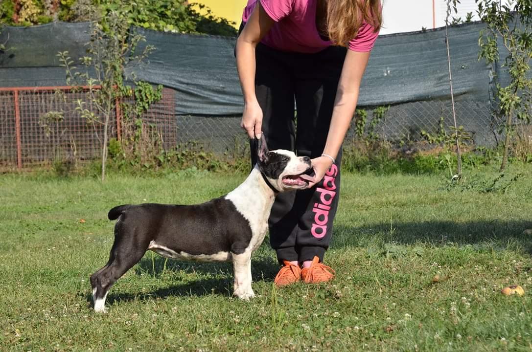 Americki staford terijer