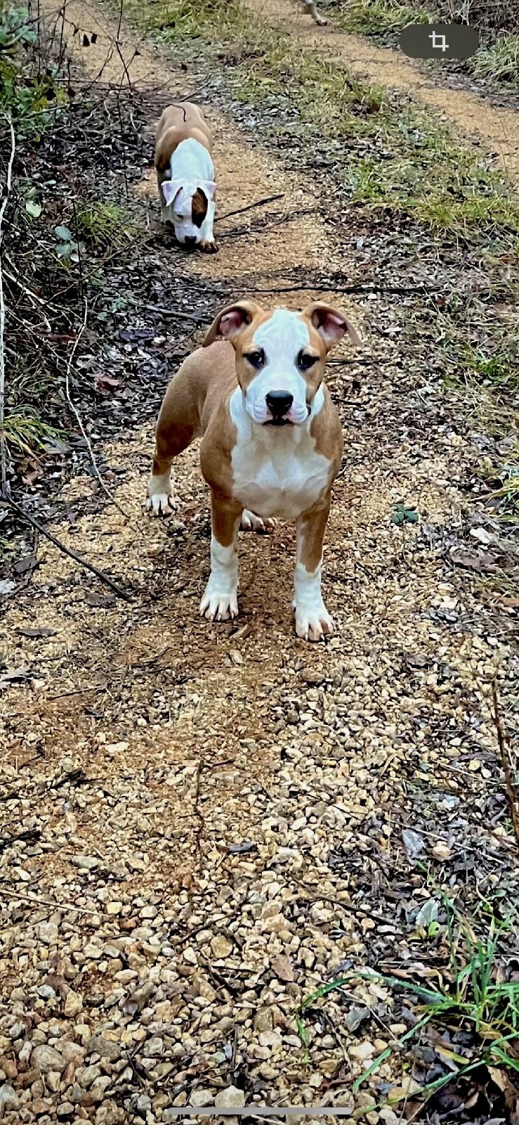Americki staford terijer