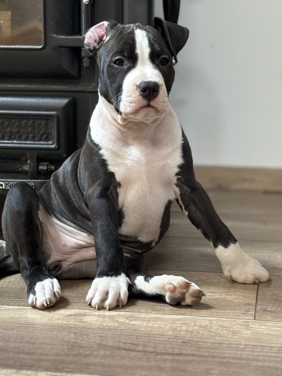 Plavi americki staford terijer / terier štenci / amstaff