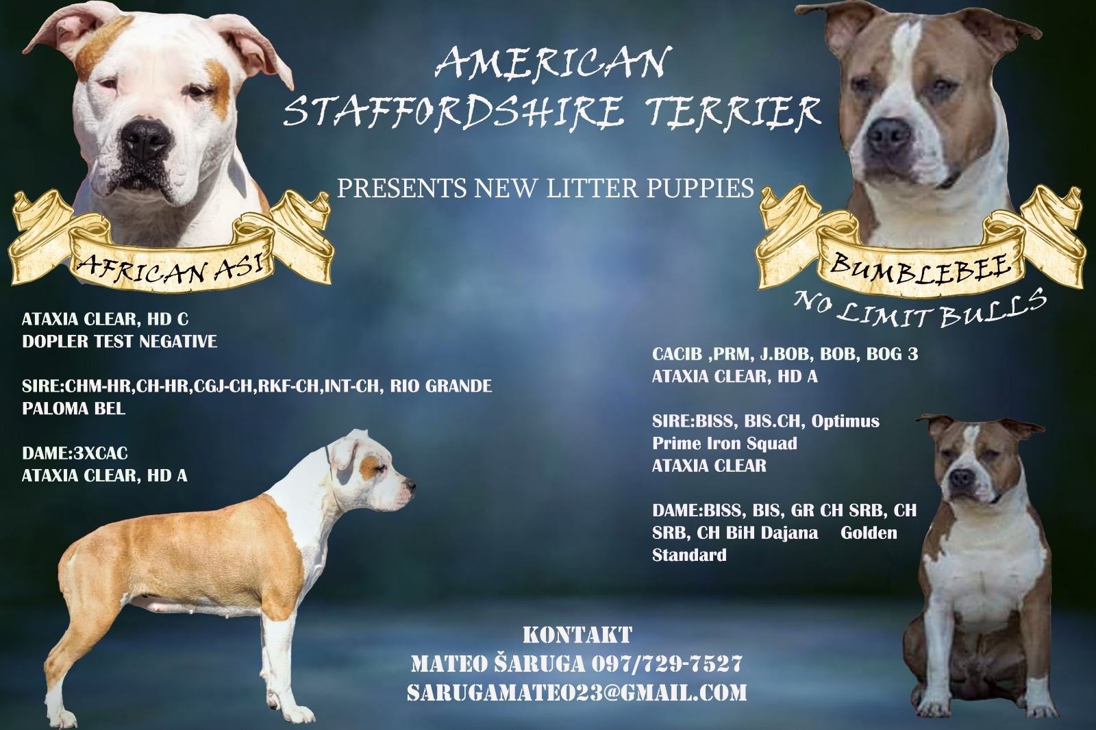 Americki staford stenci