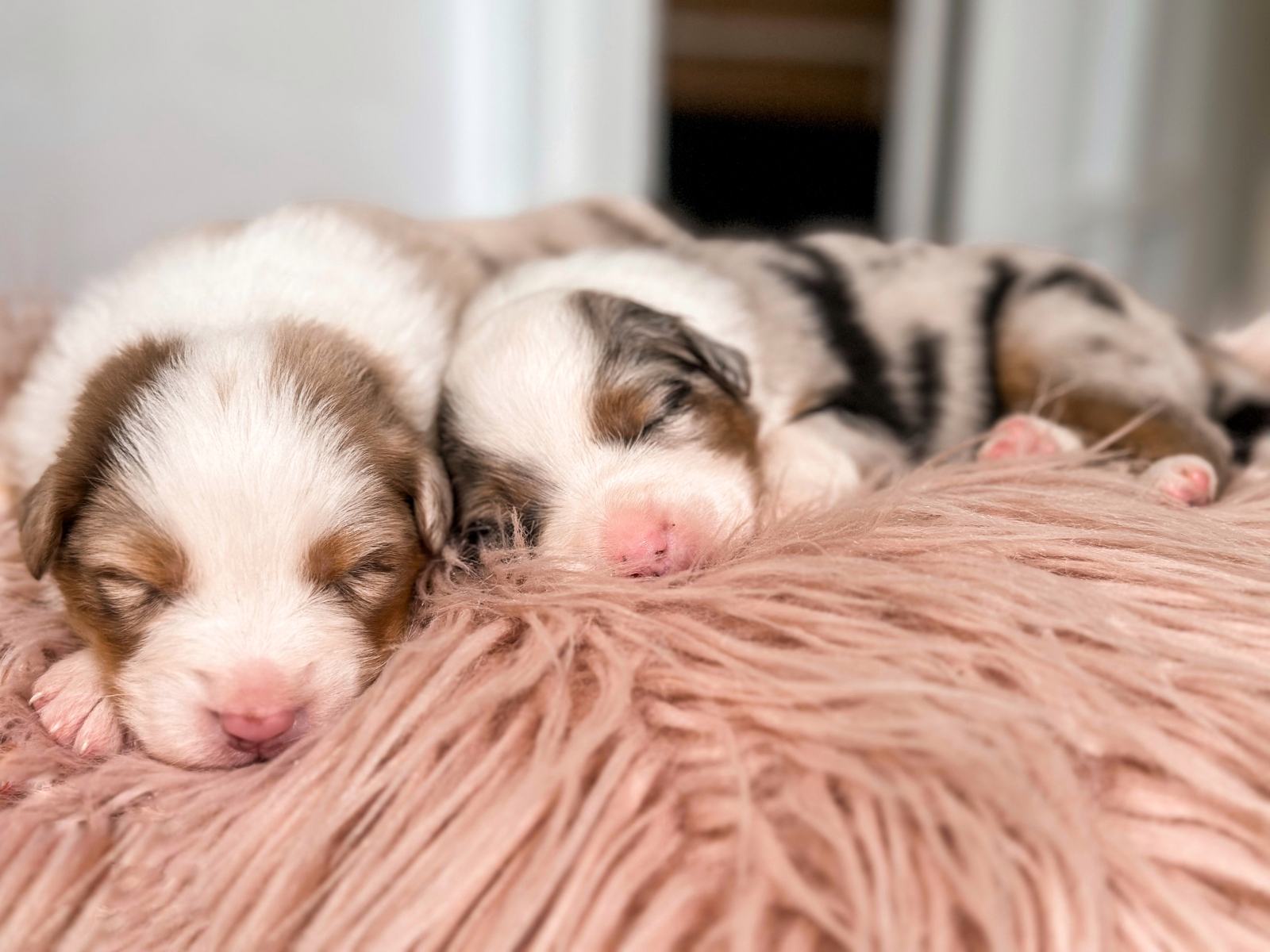 AUSTRALSKI OVČAR ŠTENCI