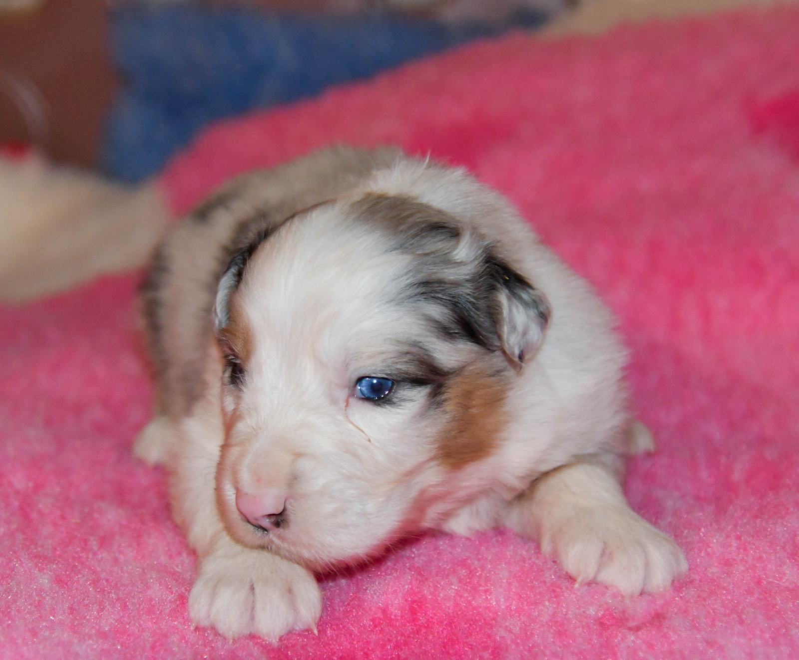 Australski ovčar - štenci