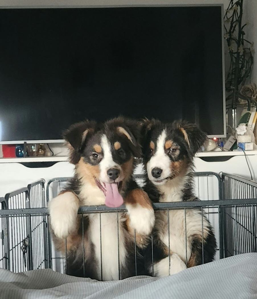 Australski ovcar standard s tenci s rodovnicom