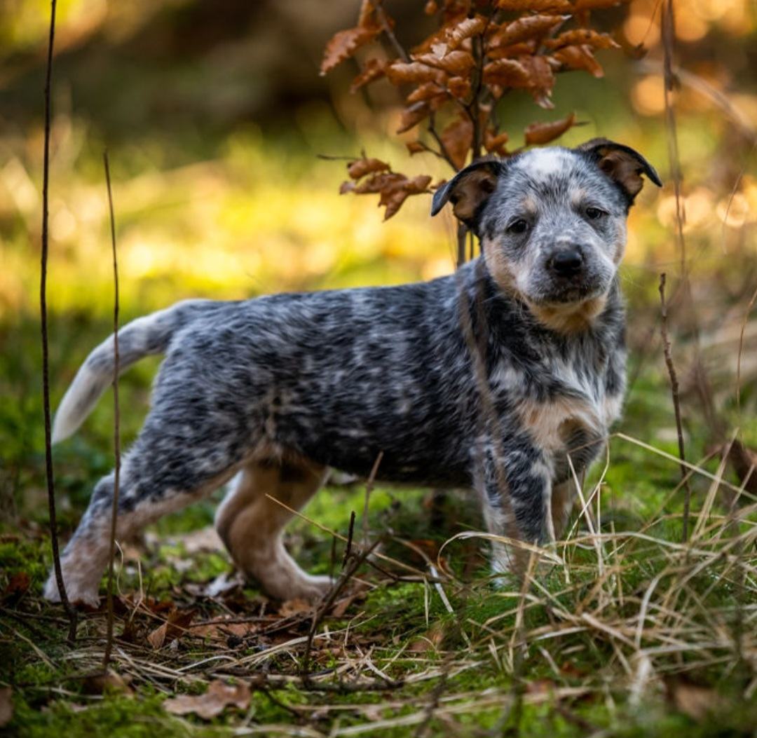Avstralski govedar/Australian cattle dog