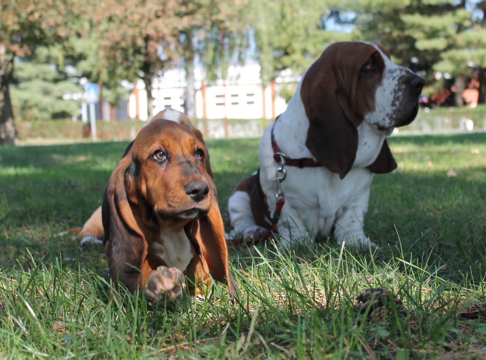 Basset Hound