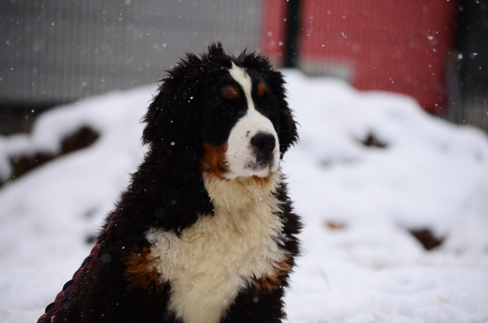 Bernski planinski pas štenci