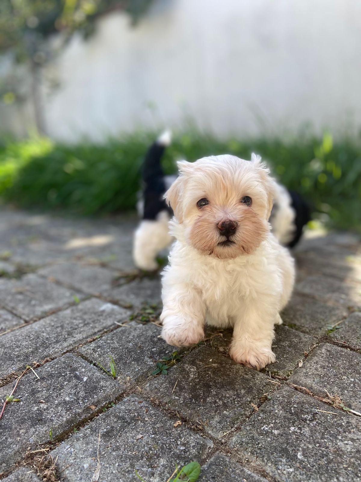 Bichon havanese