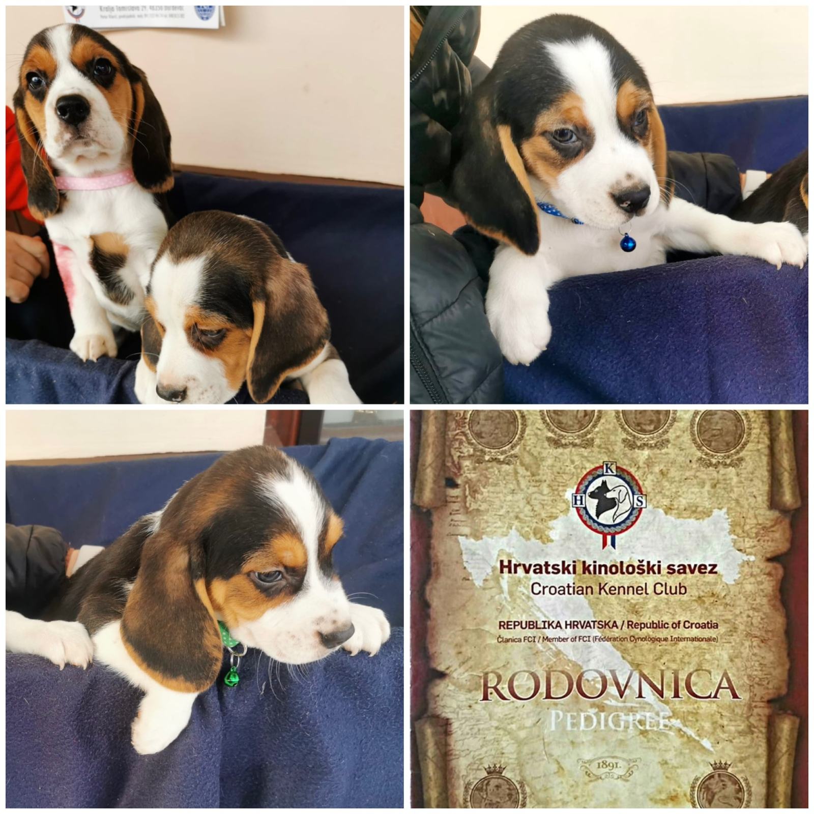 Bigl/beagle štenci s FCI rodovnicom - MOGUĆNOST DOSTAVE!