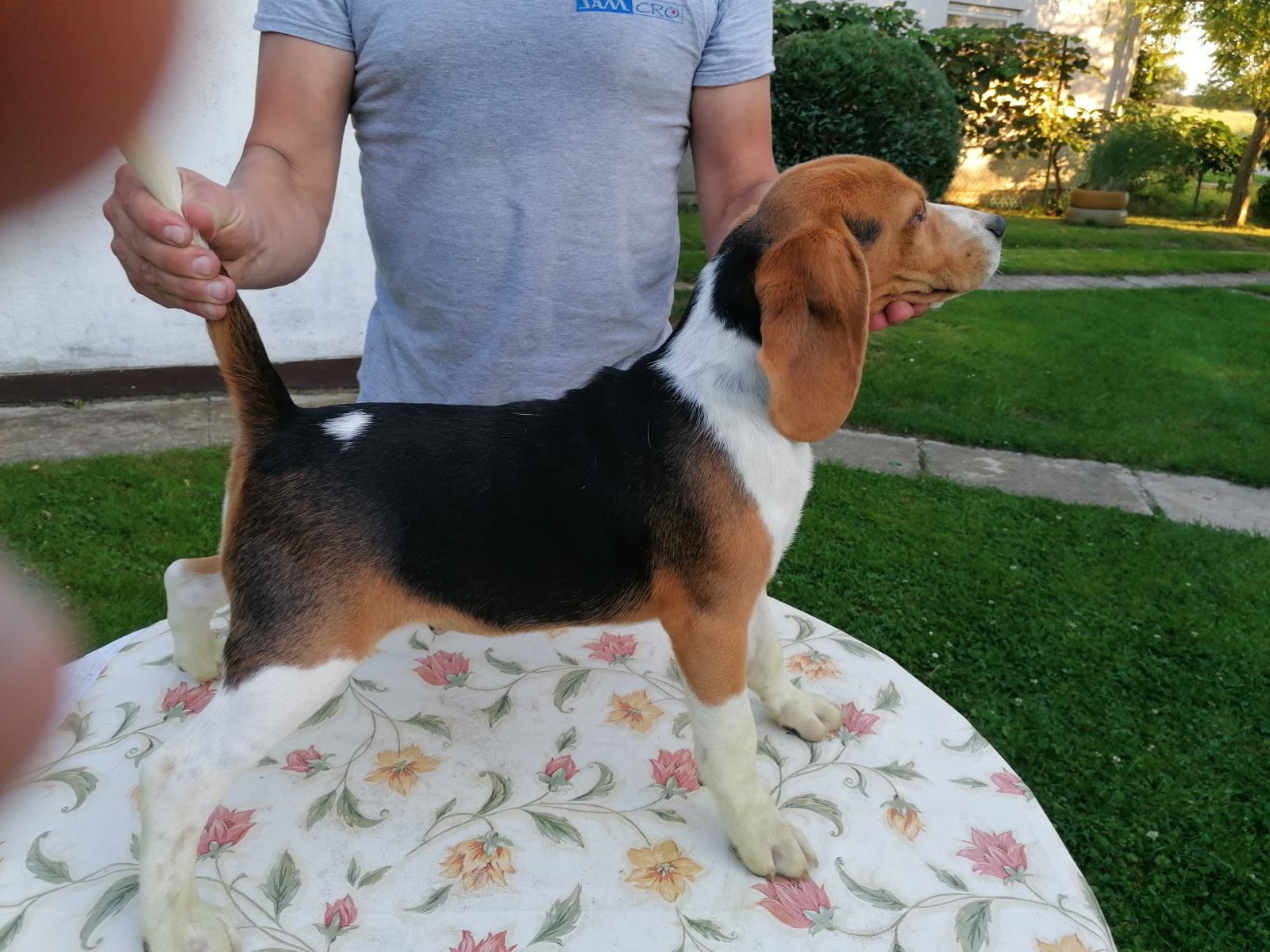 Bigl beagle mužjak 4mj Rodovnica HKS