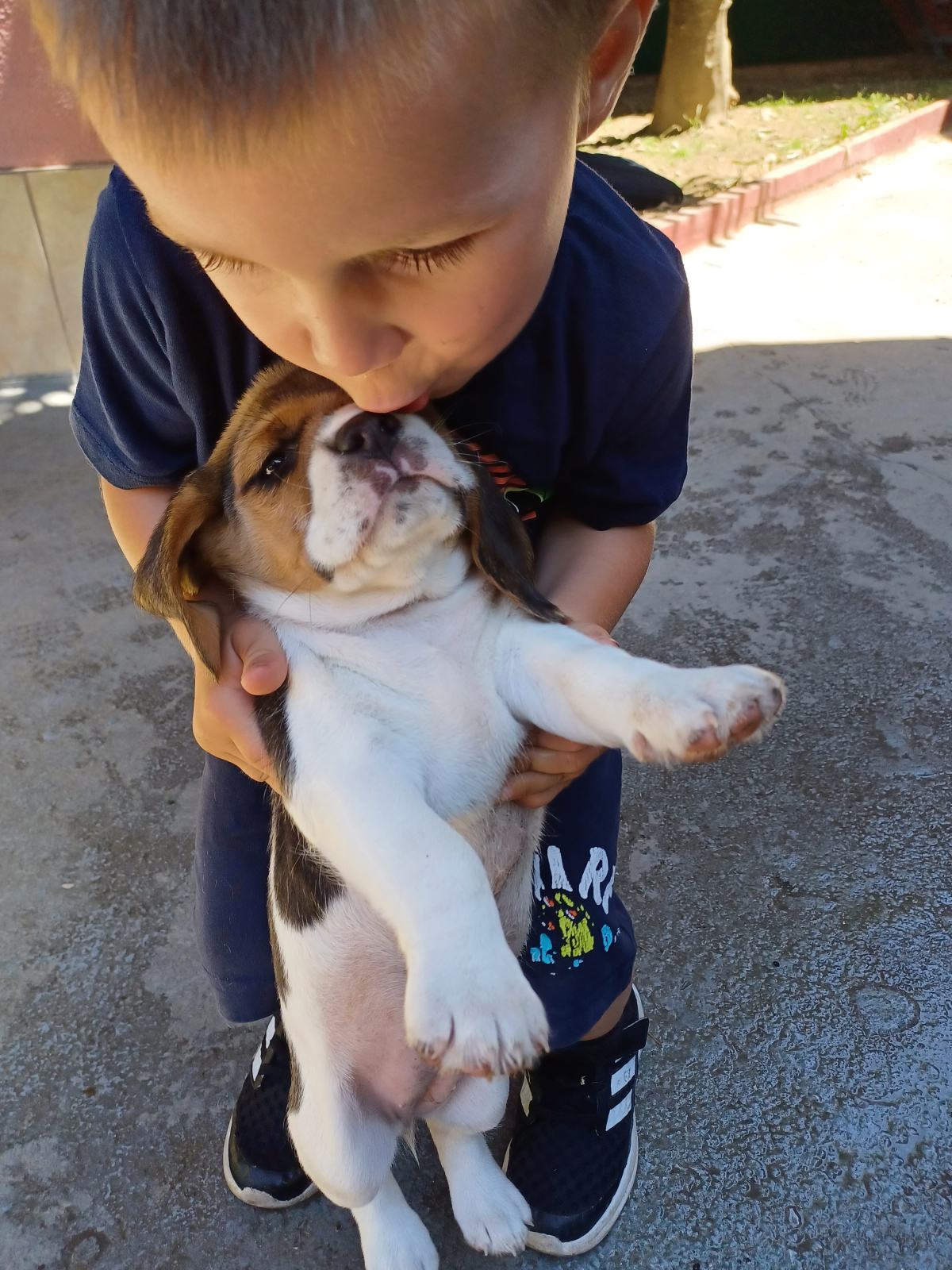 Bigl 1000kn sa rodovnicom!!!!